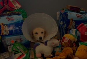 Full Service Digital Marketing Agency - JUICE